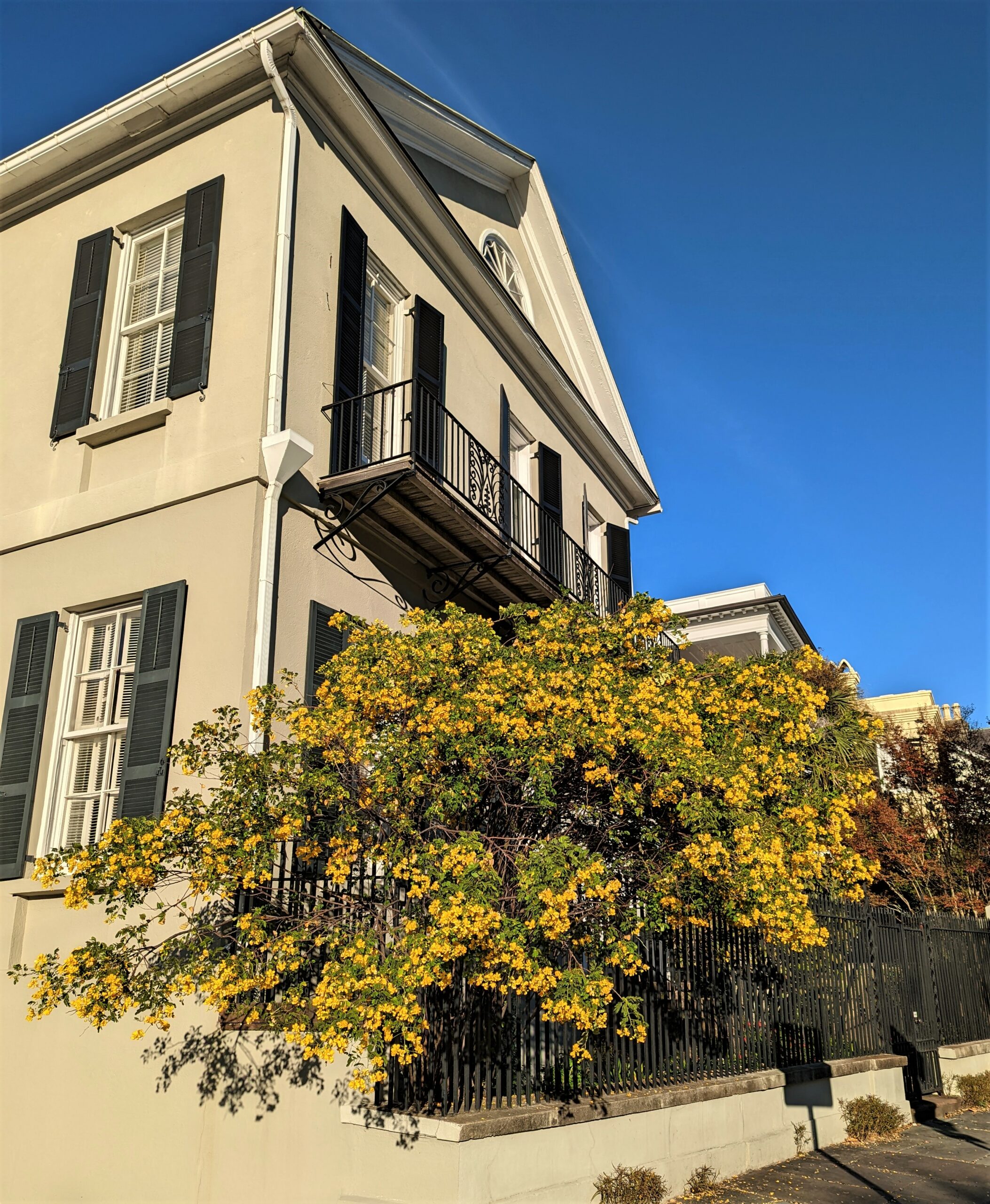 Fall Blooms - Glimpses of Charleston
